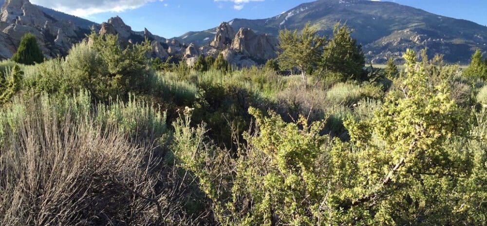 Mountain Big Sagebrush - Artemesia tridentata vasseyena