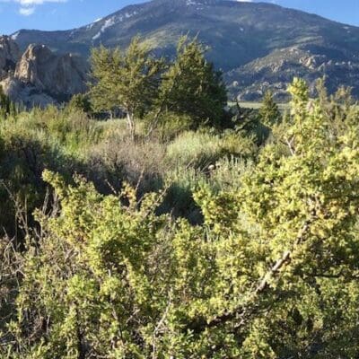 Antelope Bitterbrush - Purshia tridentata - Great Basin Seeds