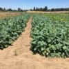 Forage Collard - Brassica oleracea - Bulk Seeds For Planting- Great ...