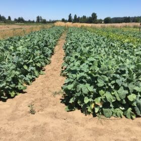 Forage Collard - Brassica oleracea - Great Basin Seeds