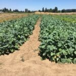 Forage Collard - Brassica oleracea - Great Basin Seeds
