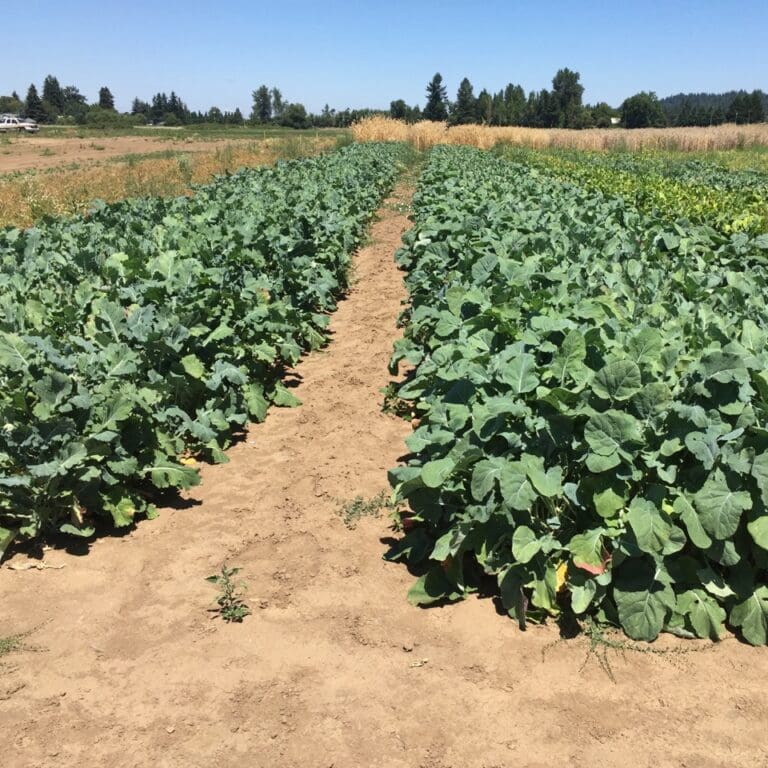 Forage Collard - Brassica oleracea - Great Basin Seeds