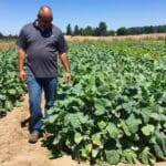 Forage Collard - Brassica oleracea - Great Basin Seeds