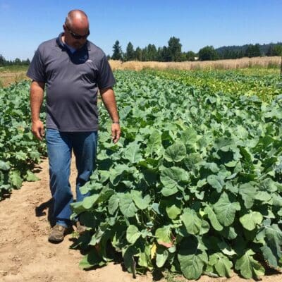 Forage Collard - Brassica oleracea - Great Basin Seeds