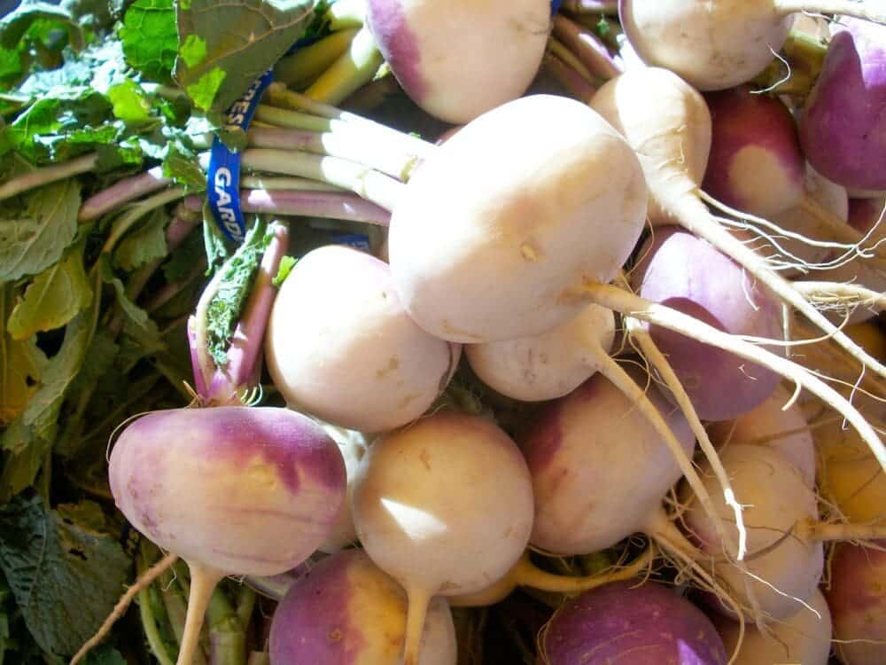 Purple Top Turnips - Brassica rapa - Great Basin Seed