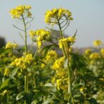 Rapeseed - Brassica napus - BULK rapeseed - Great Basin Seed