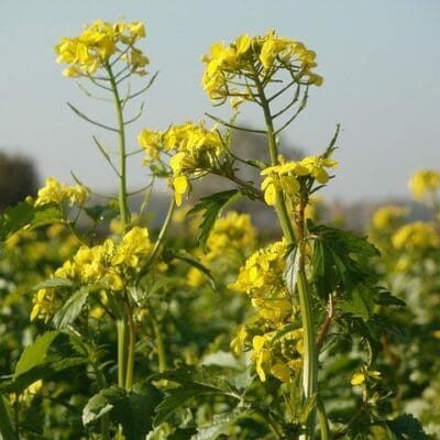 Rapeseed - brassica napus - Great Basin Seed