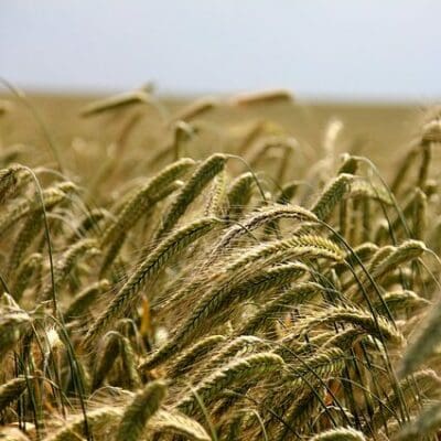 Cereal Rye (Cover Crops) - Secale cereale - Great Basin Seed