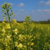 Forage Kale - Great Basin Seed - Cover Crops for the USA