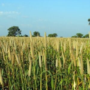 Pearl Millet (Pennisetum glaucum) - Great Basin Seed