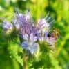 Honey Bee Pasture Mix - Clovers for Honey Bees - Great Basin Seed