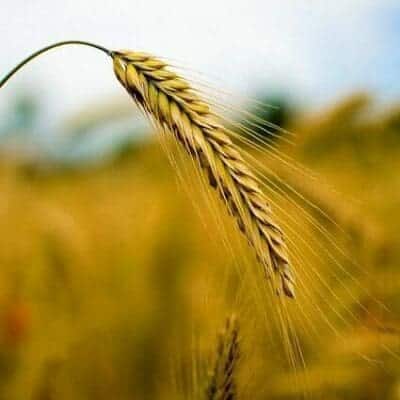 KWS Aviator - Hybrid Rye - Great Basin Seed