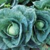 Forage Cabbage - Brassica carinata - Great Basin Seeds - Cover Crops