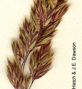 Muttongrass - Great Basin Seed - Native Seed - Pos fendleriana