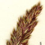 Muttongrass - Pos fendleriana - Great Basin Seed