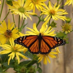 Butterfly Flower Mix - Great Basin Seeds - Wildflower Seed Mixes