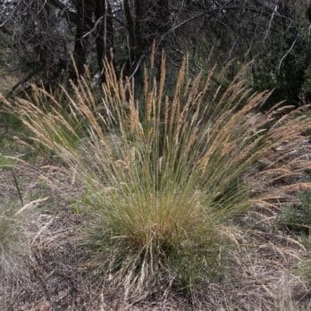 Muttongrass - Pos fendleriana - Great Basin Seed