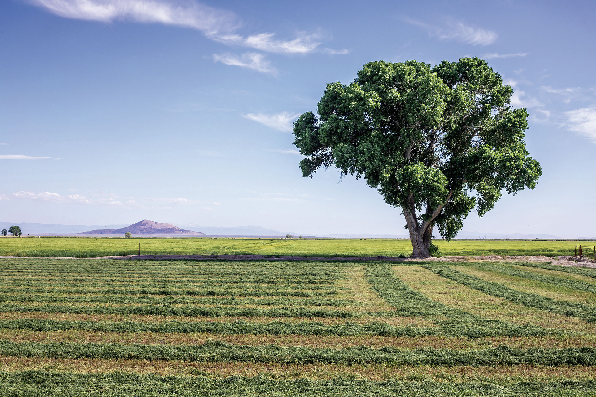 Ladak II Alfalfa for Dryland Applications - Great Basin Seed