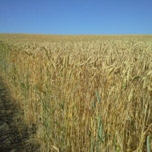 FX 1001 Triticale - Great Basin Seeds - Beardless Fall Triticale