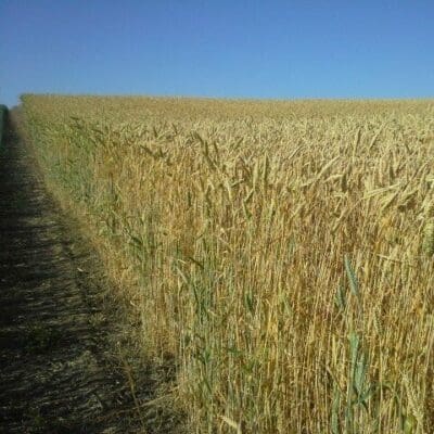 FX 1001 Triticale - X tritosecale - Great Basin Seed
