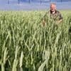 FX 1001 Triticale - X tritosecale - Great Basin Seeds - Beardless Fall ...