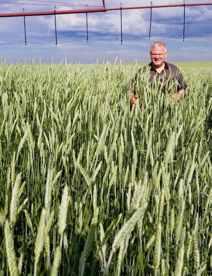 FX 1001 Triticale - Great Basin Seeds - Beardless Fall Triticale