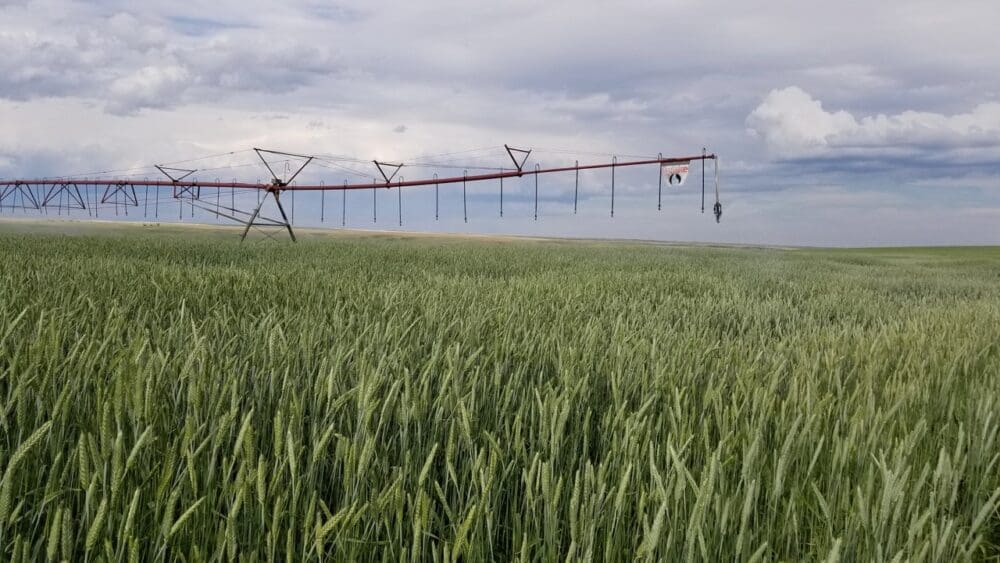 FX 1001 Triticale - X tritosecale - Great Basin Seed