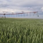 FX 1001 Triticale - Great Basin Seeds - Beardless Fall Triticale