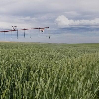 FX 1001 Triticale - X tritosecale - Great Basin Seed