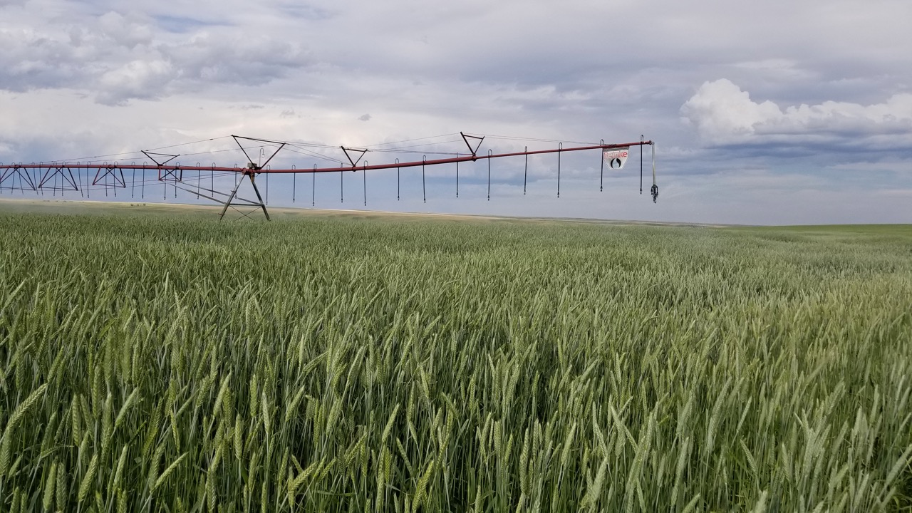 Small grains for fall forage - Great Basin Seed