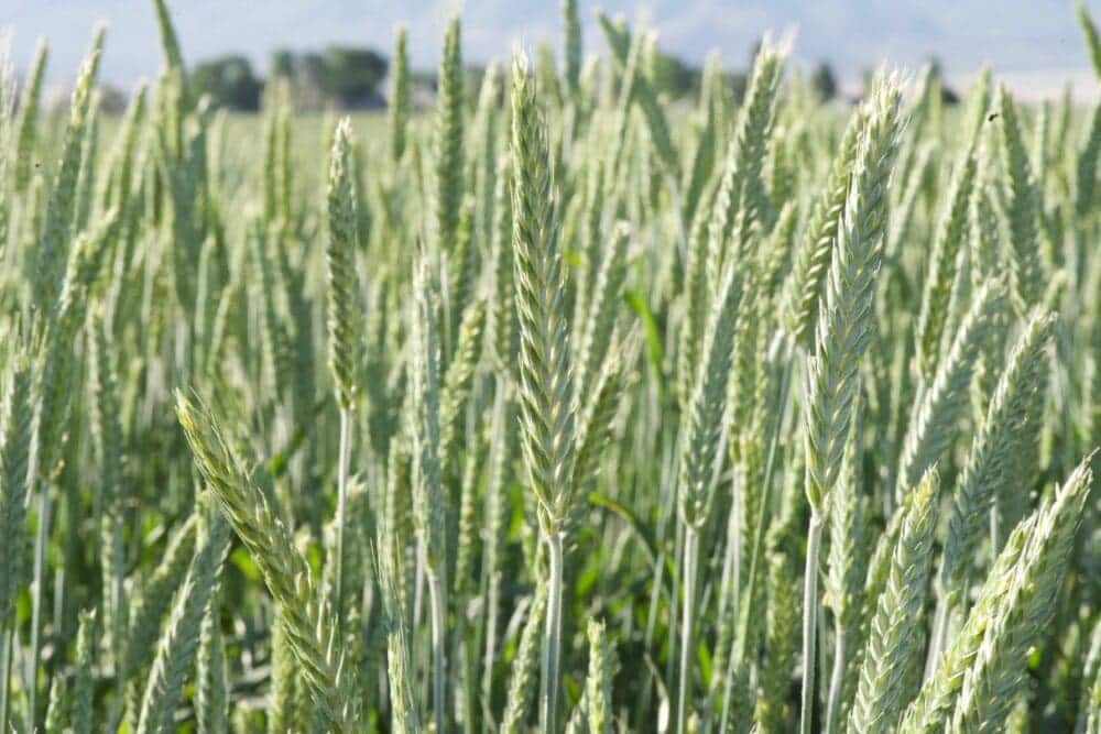 FX 1001 Triticale - X tritosecale - Great Basin Seed