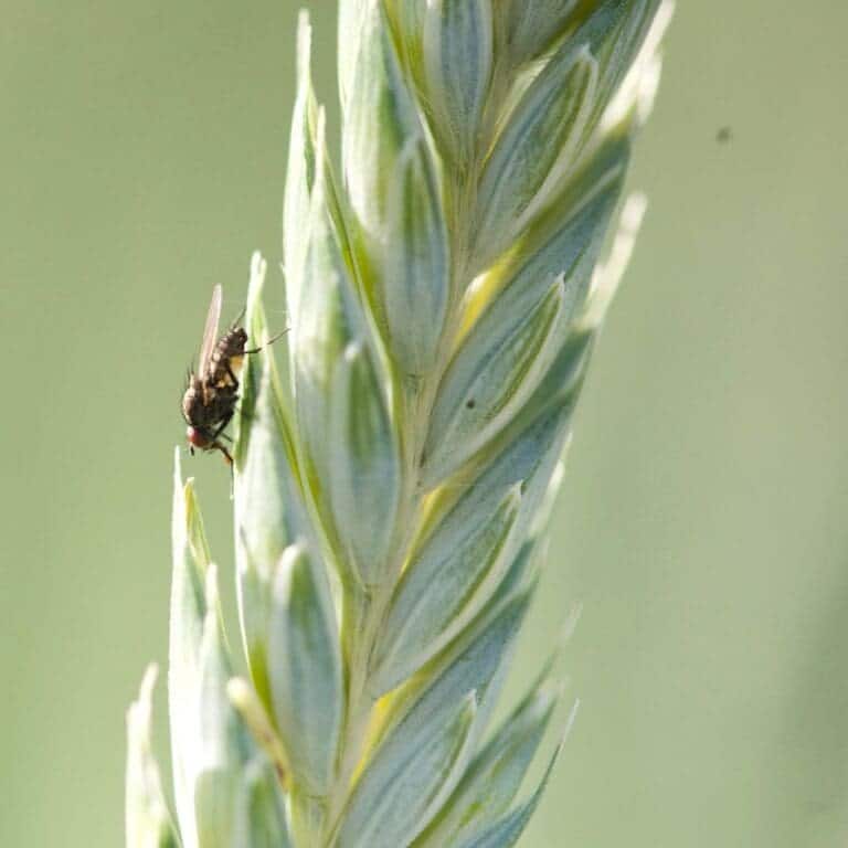 FX 1001 Triticale - X tritosecale - Great Basin Seed