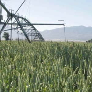 FX 1001 Triticale - Great Basin Seeds - Beardless Fall Triticale