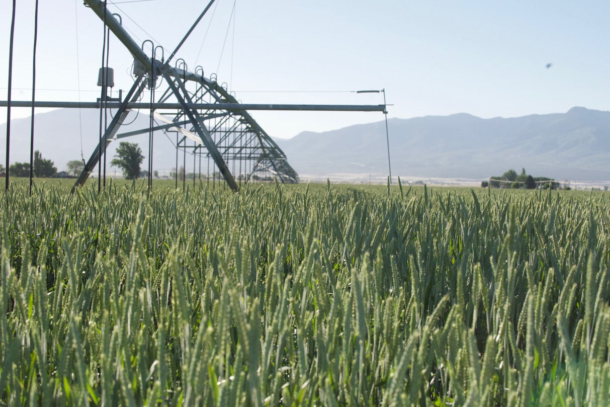 FX 1001 Triticale - X tritosecale - Great Basin Seeds - Beardless Fall ...