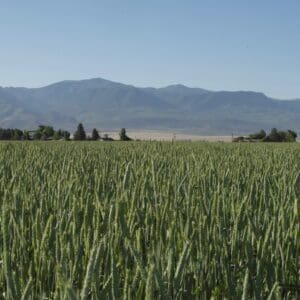 FX 1001 Triticale - Great Basin Seeds - Beardless Fall Triticale