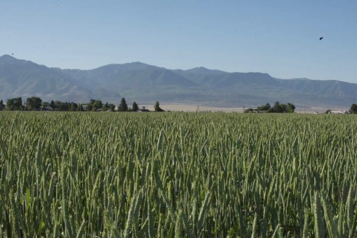 FX 1001 Triticale - X tritosecale - Great Basin Seeds - Beardless Fall ...