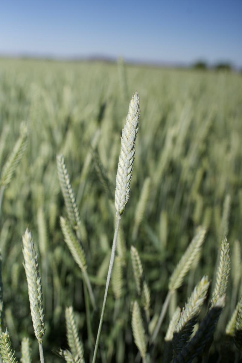 FX 1001 Triticale - X tritosecale - Great Basin Seeds - Beardless Fall ...