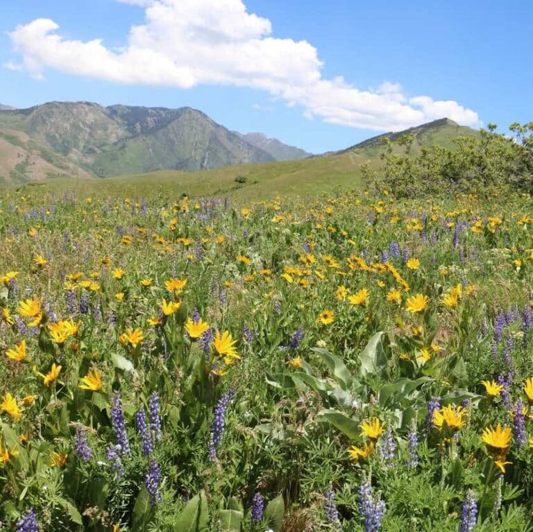 Sale - Great Basin Seed