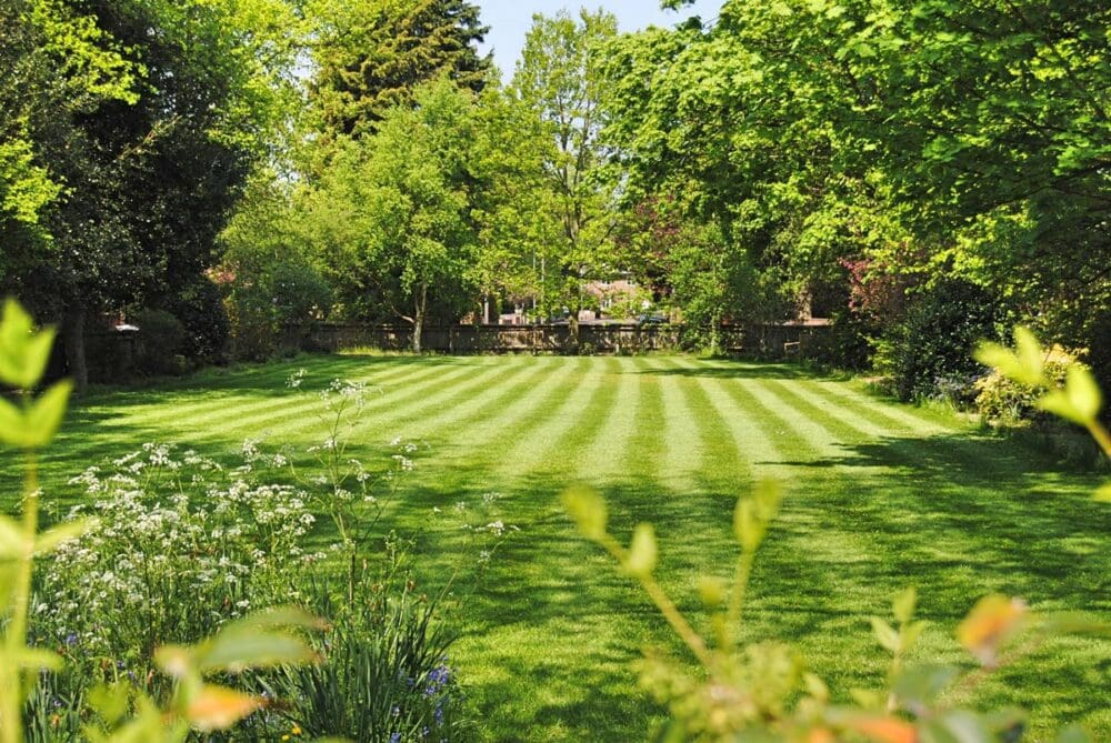 Turf Perennial Ryegrass Blend Great Basin Seeds
