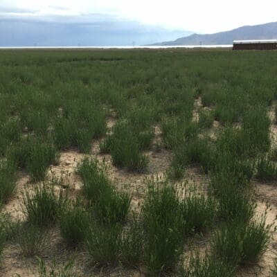 Fairway Crested Wheatgrass - Great Basin Seeds - Agropyron cristatum