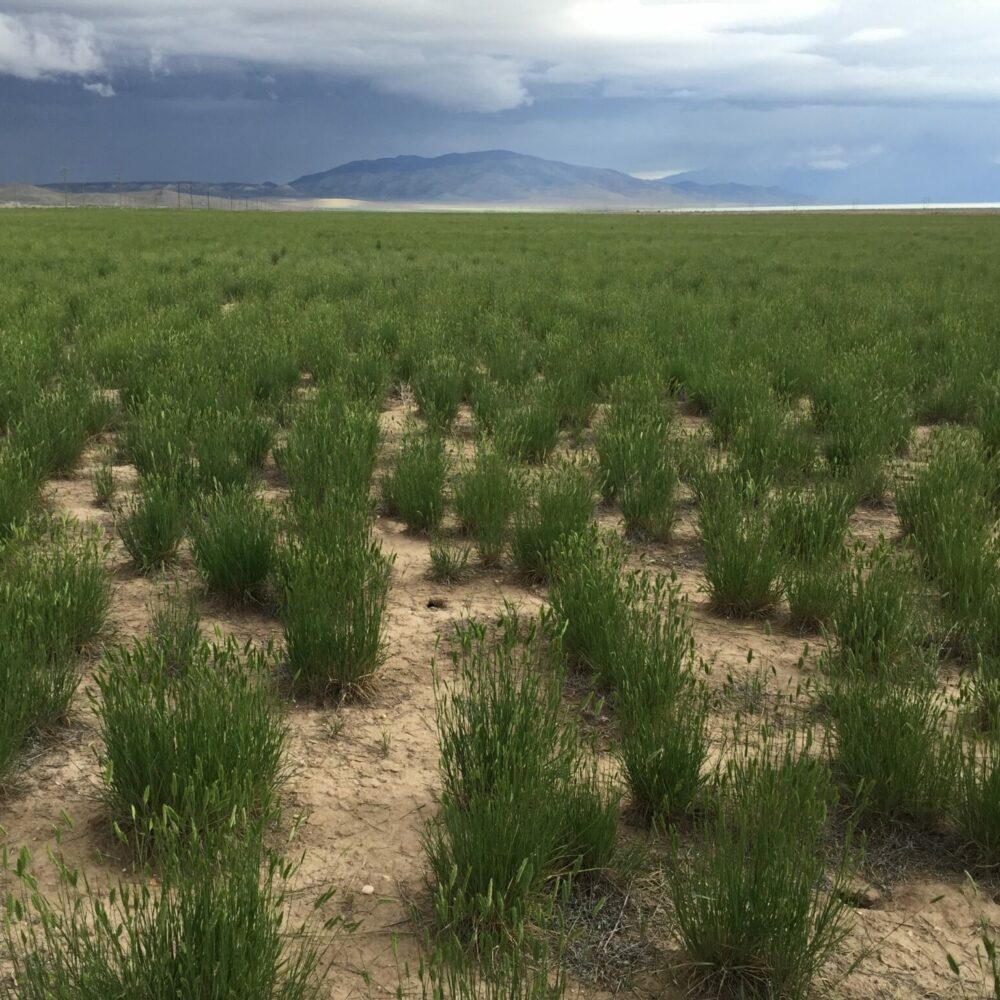 Great Basin Seed - your source for farm, ranch and range seed