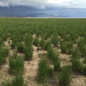 Great Basin Seed - your source for farm, ranch and range seed
