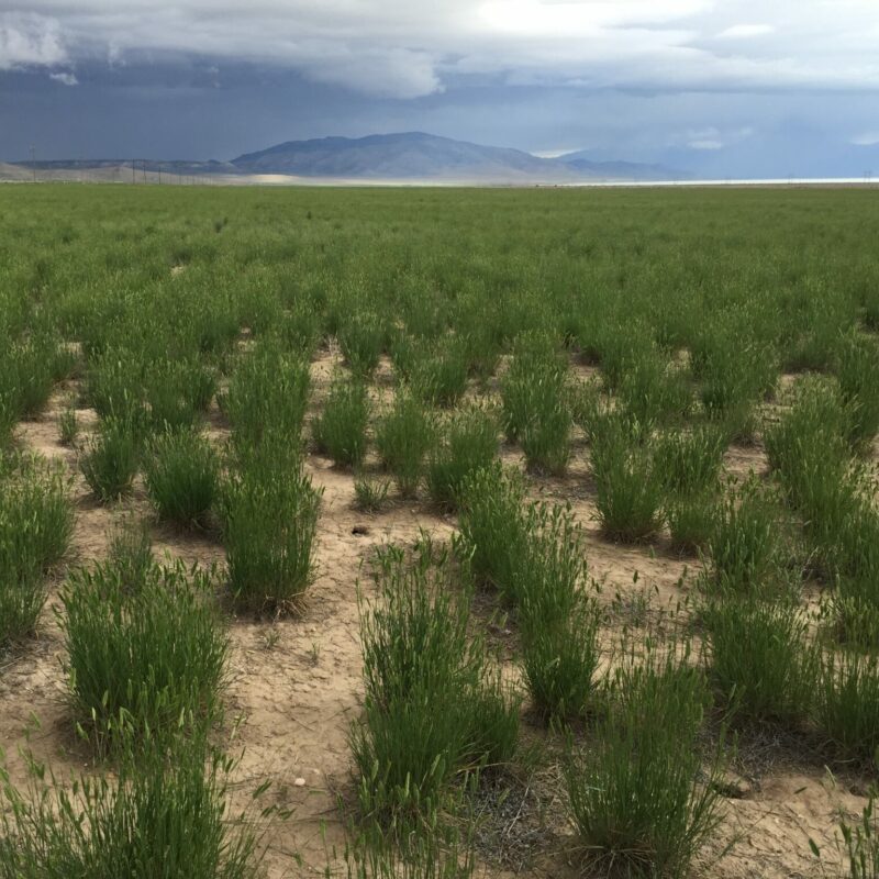 Fairway Crested Wheatgrass - Great Basin Seeds - Agropyron cristatum