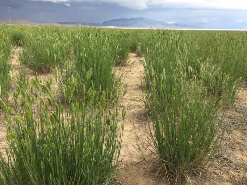 Cool Season Grasses - Great Basin Seeds