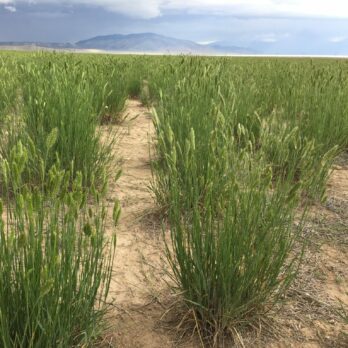 Great Basin Seed - your source for farm, ranch and range seed