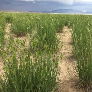 Cool Season Grasses - Great Basin Seeds