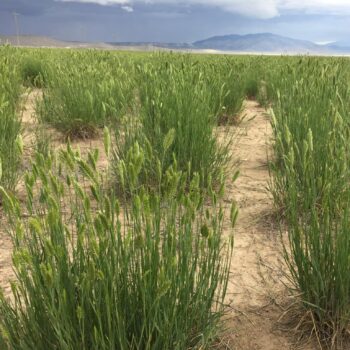 Cool Season Grasses - Great Basin Seeds