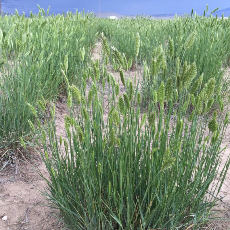 Roadcrest Crested Wheatgrass - Great Basin Seeds - Agropyron cristatum