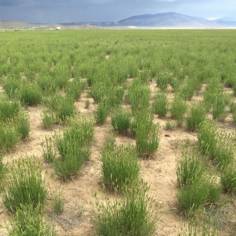 Ephraim Crested Wheatgrass (Agropyron cristatum) Great Basin
