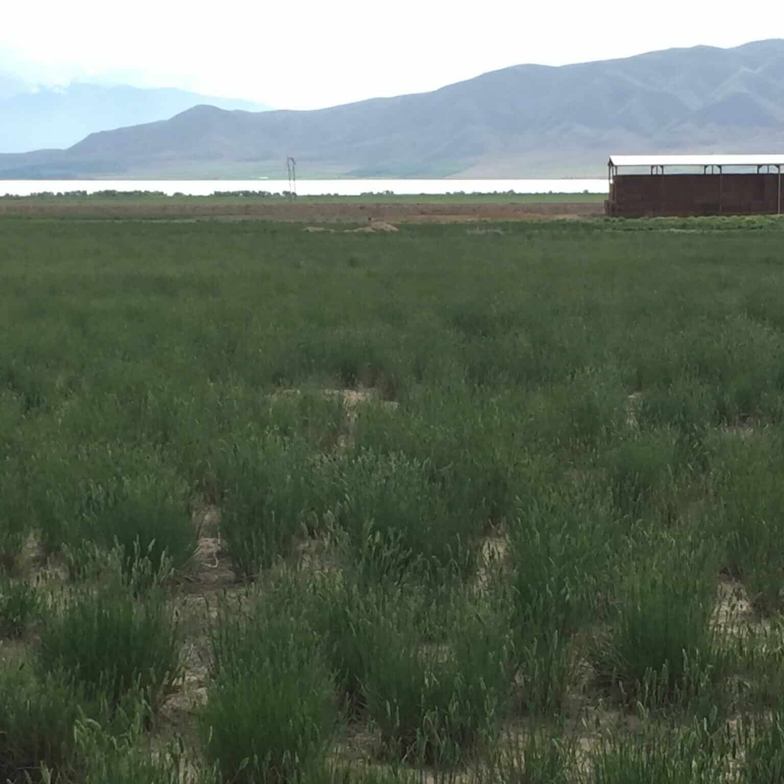 Fairway Crested Wheatgrass - Great Basin Seeds - Agropyron cristatum
